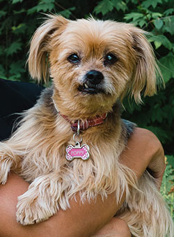 Meet Our Bellevue Dental Team | Lederman & Lederman, DDS